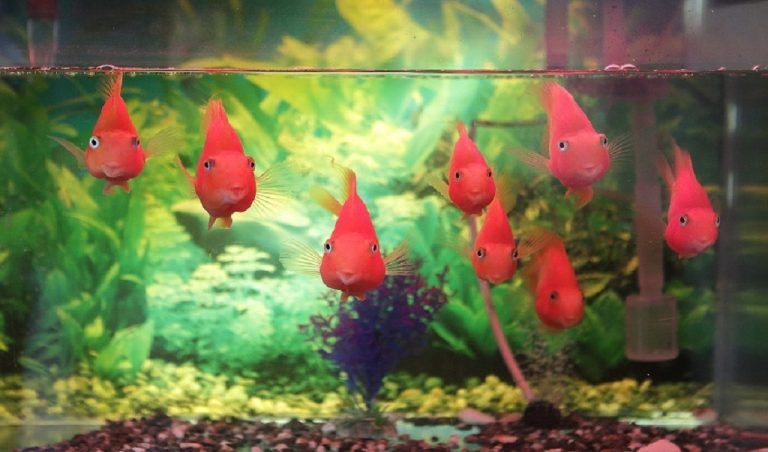 How to Grow Beneficial Bacteria in Aquarium: A Healthy Tank - Talkcitee.com